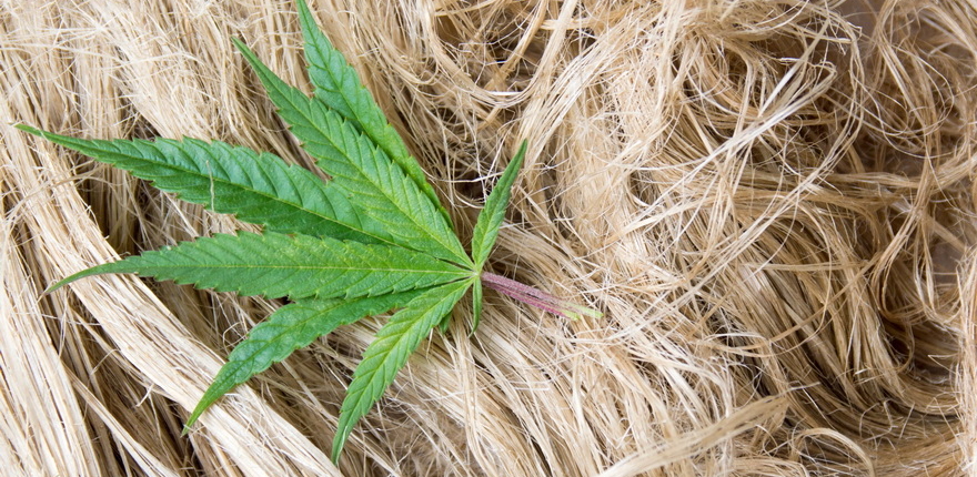 El cáñamo para la bioconstrucción | The Back Garden Grow Shop