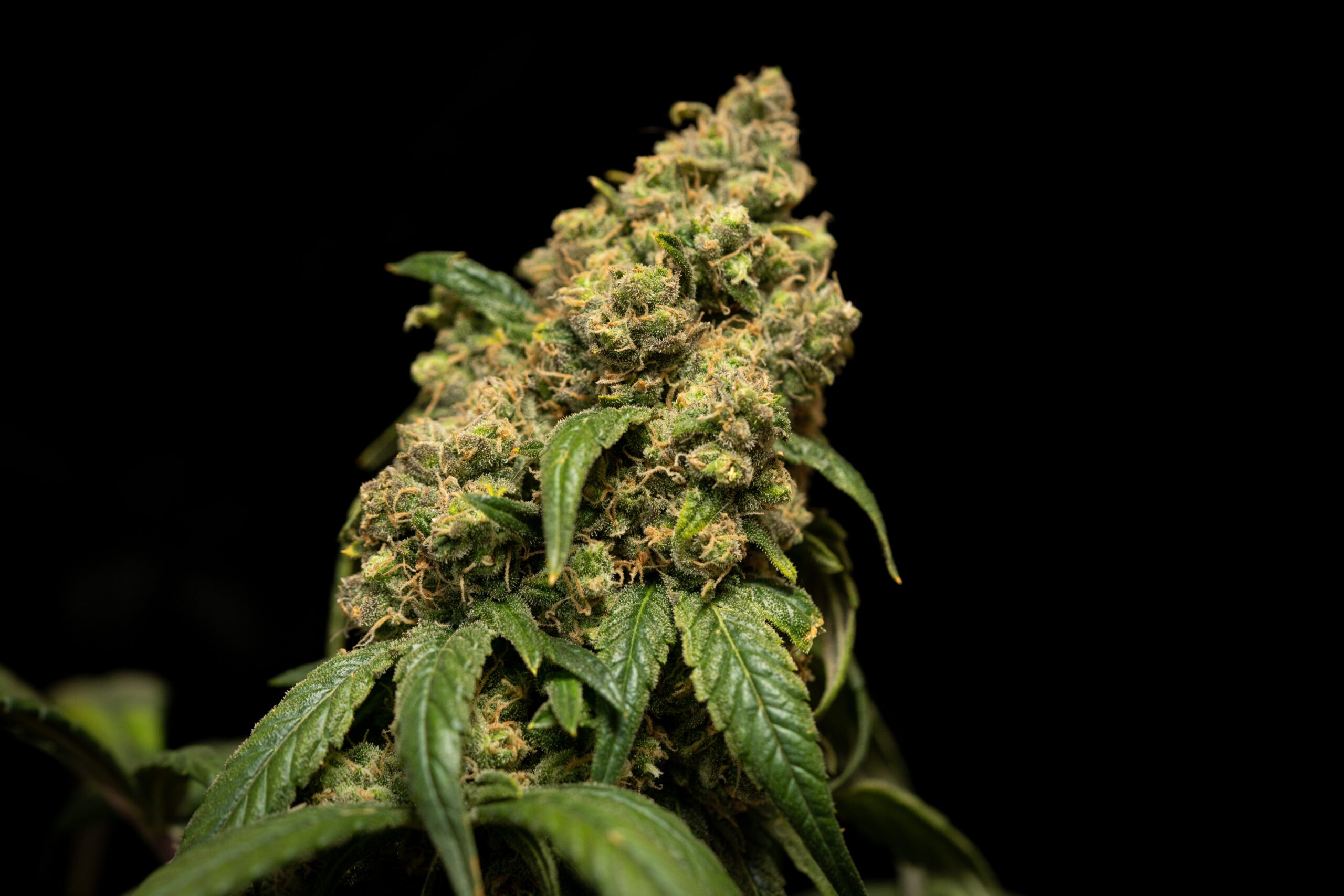 Cogollos Más Grandes | Back Garden Grow Shop